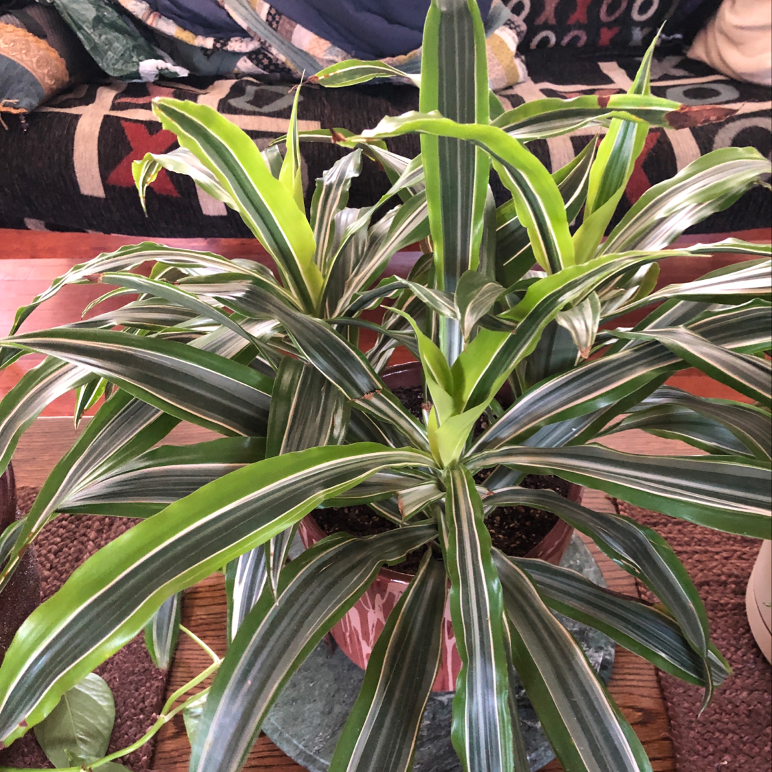 How Should Cornstalk Dracaena Be Cut Back?