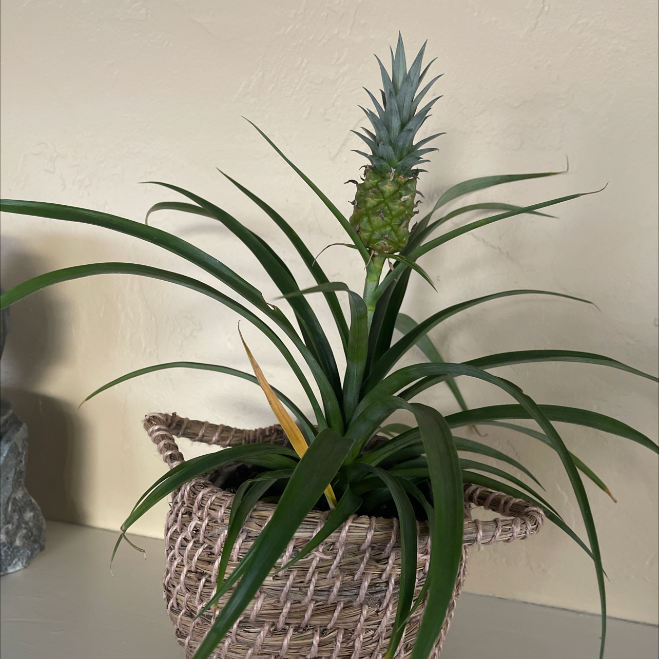 🍍 Pineapple - Ultimate Guide To Fertilizing
