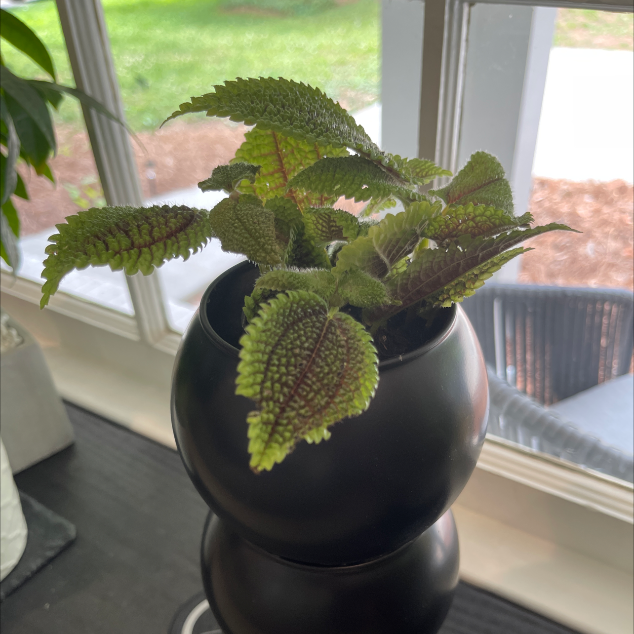 Black Spots on My Pilea mollis Leaves