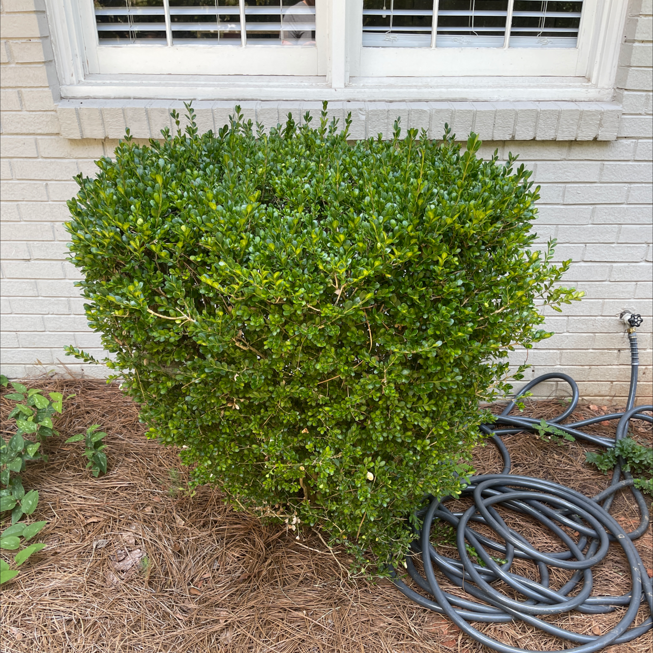 What Are The Bugs on My Common Boxwood? 🐛