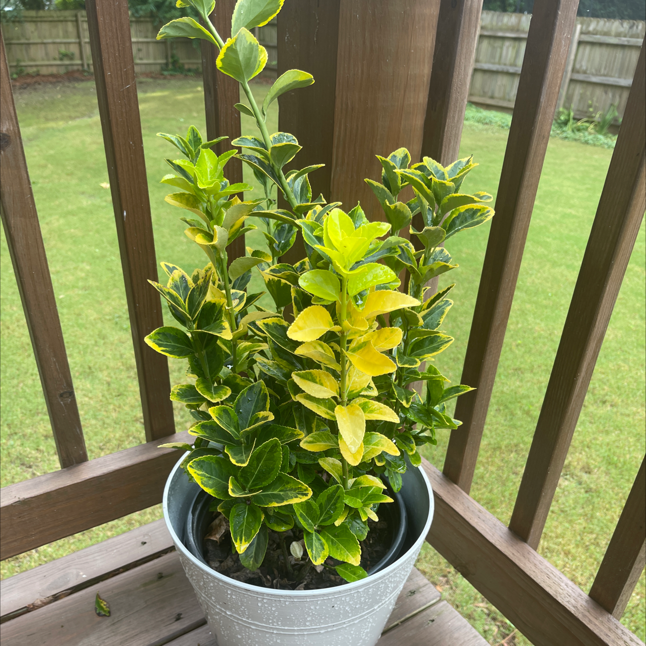 What Temperature Does My Japanese Spindle Need?