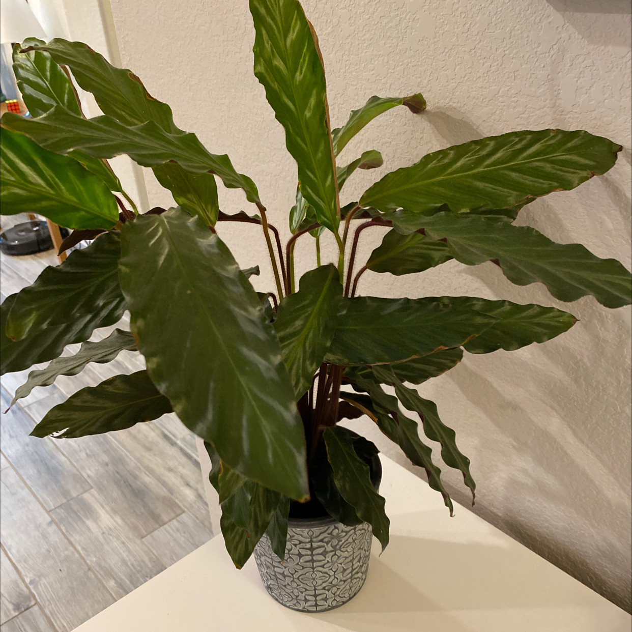 🪶 How to Propagate Your Furry Feather Calathea