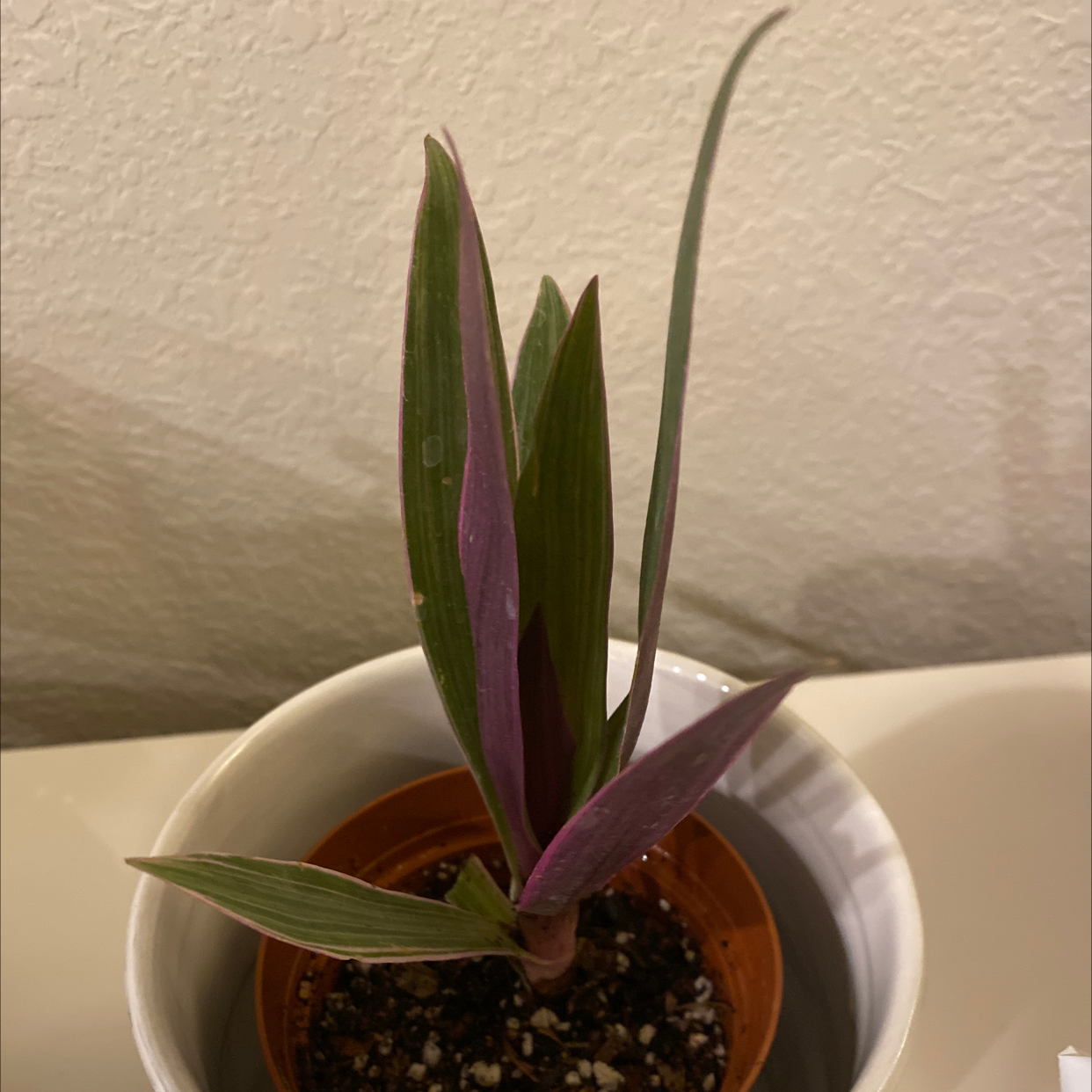 How to Know When to Repot a Moses-in-the-Cradle?
