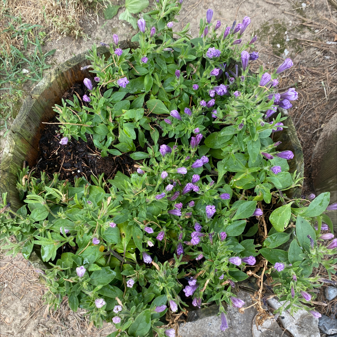 How to Care for Purple Viper's-Bugloss: Mastering Water, Sunlight & More