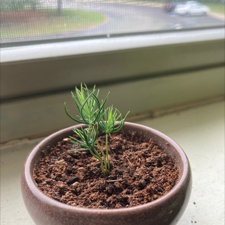 How Often Do I Need to Water My Dwarf Alberta Spruce?