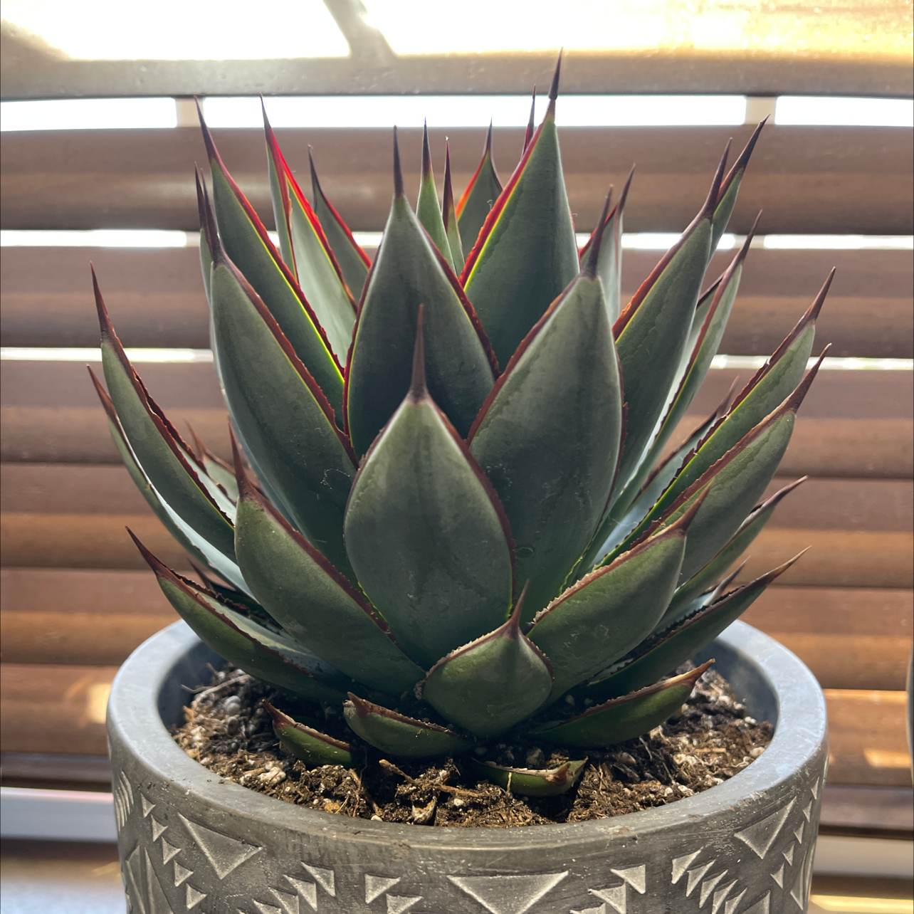 Why Are My Parry's Agave Leaves Curling?