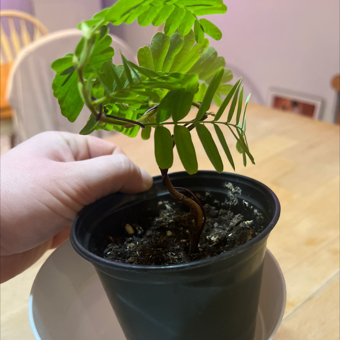 Propagating Tamarind: The Ultimate Guide