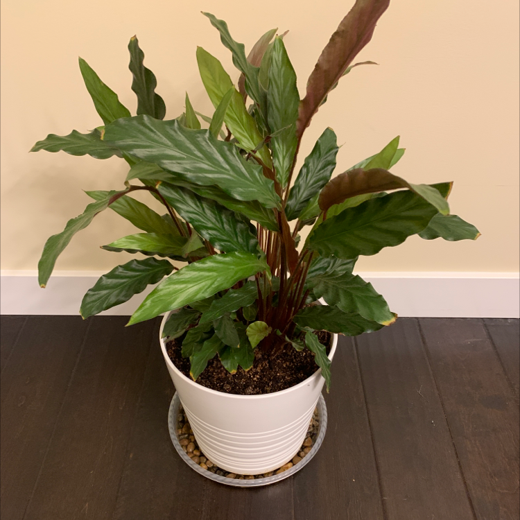 What Temperature Does My Furry Feather Calathea Need?