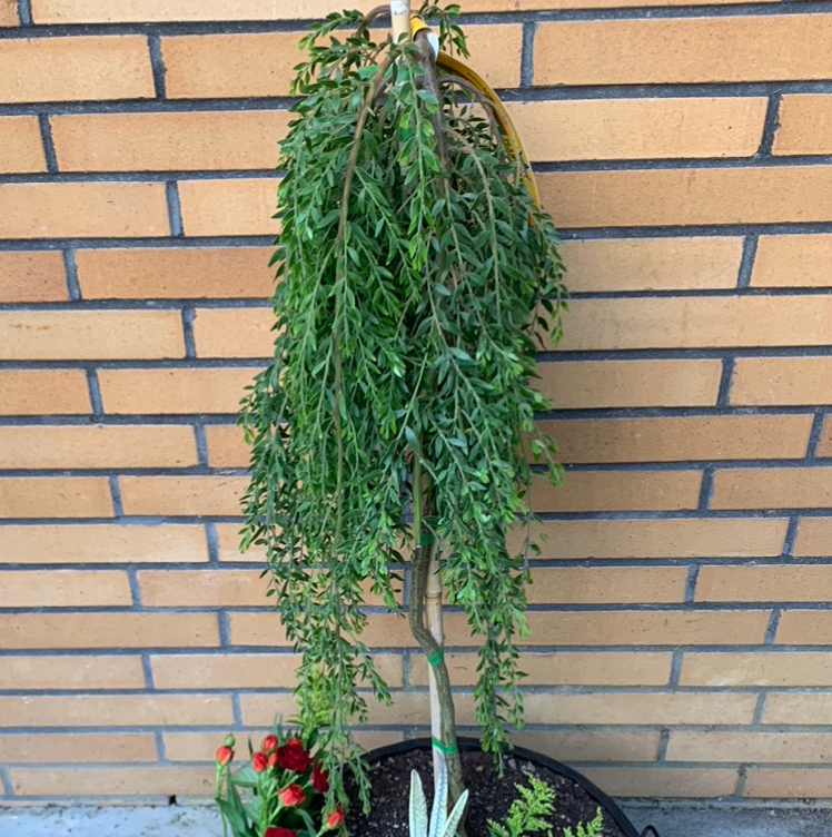 Sticky Wattle Plant Care: Water, Light, Nutrients | Greg App 🌱