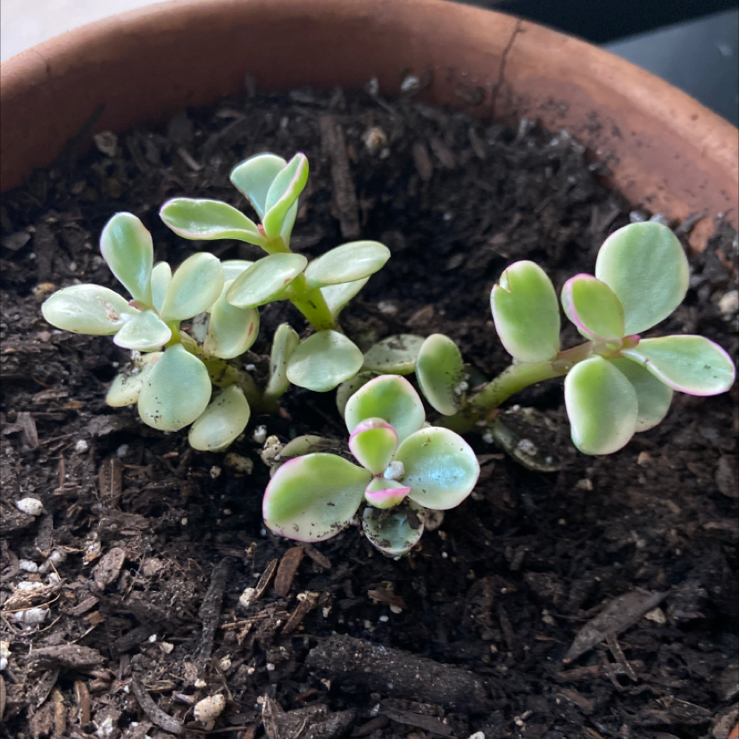 🍬 How to Get a Jelly Bean Plant to Bloom