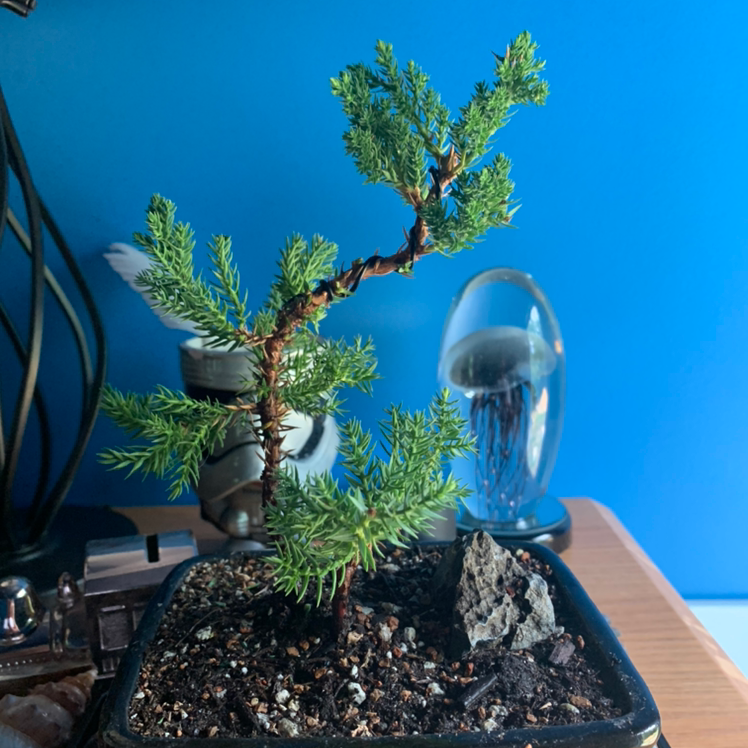 Propagating American Juniper: Step-by-Step Guide
