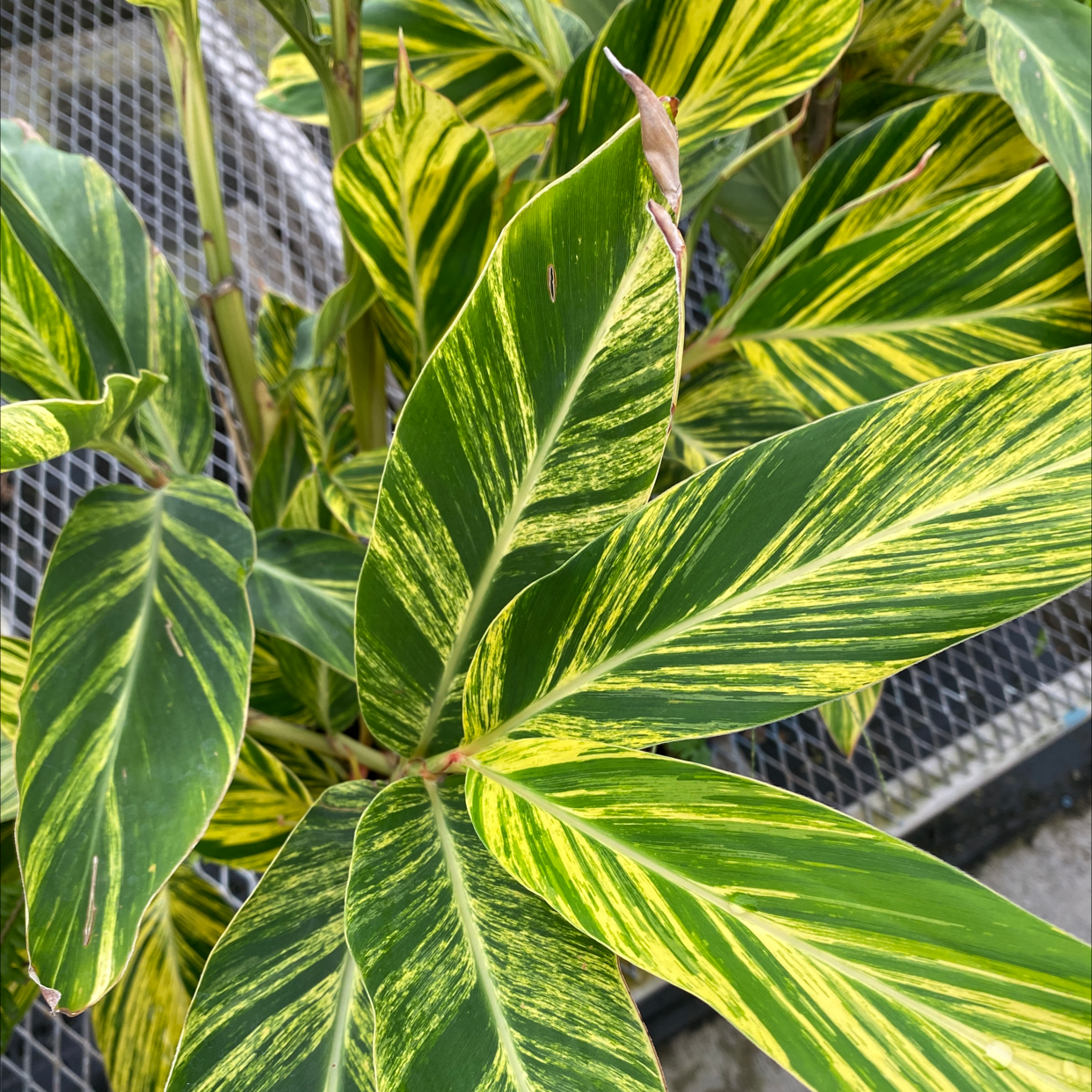 Why Are My Variegated Shell Ginger Leaves Curling?