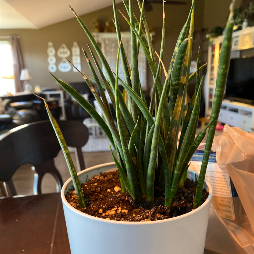 Why Are There Brown Spots On My Cylindrical Snake Plant?