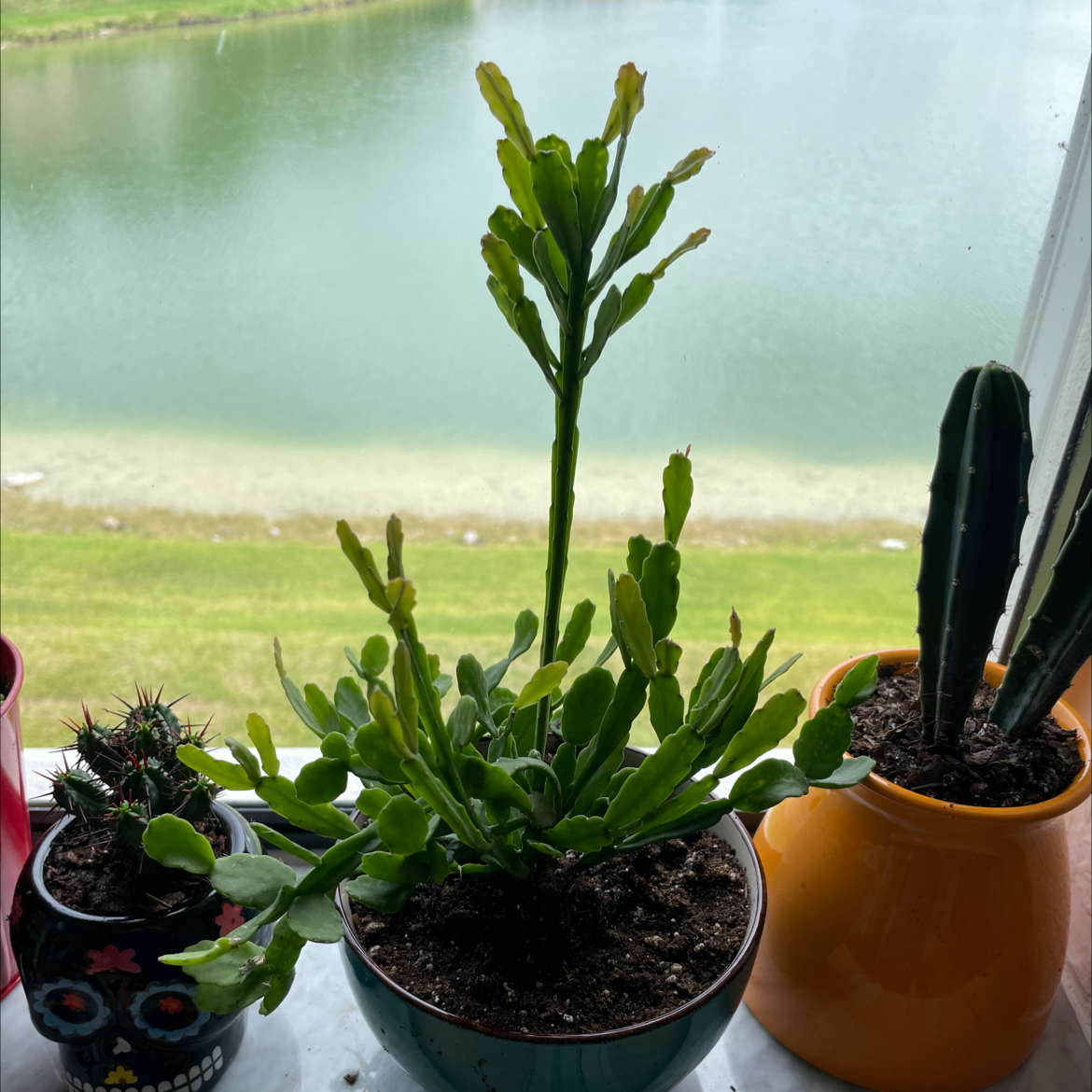 What Should I Do When Christmas Cactus Leaves Turn Yellow?