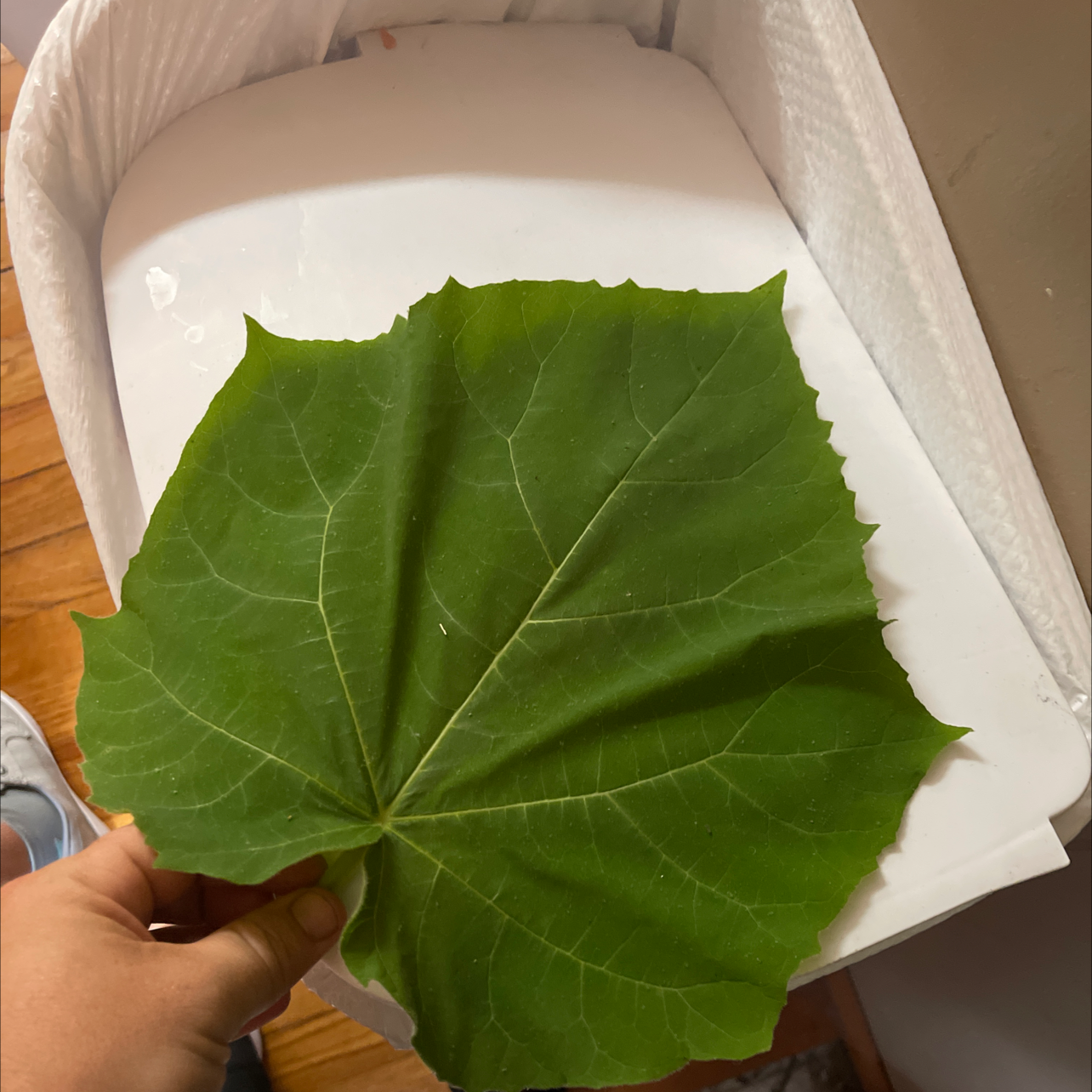 What Are The Bugs on My Empress Tree? 🐛