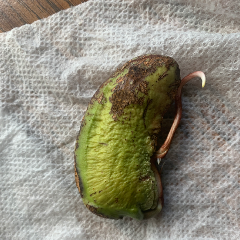 🥭 Why Are My Mango Leaves Falling Over?