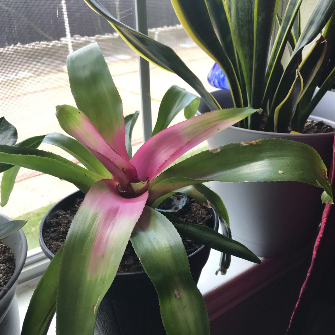 What To Do About Bugs on My Blushing Bromeliad? 🐛