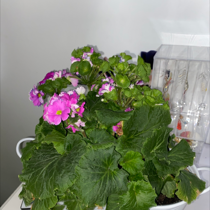 Why Are My Common Primrose Leaves Curling?