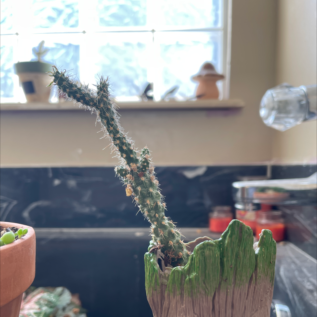 Common Eve's Needle Cactus Problems