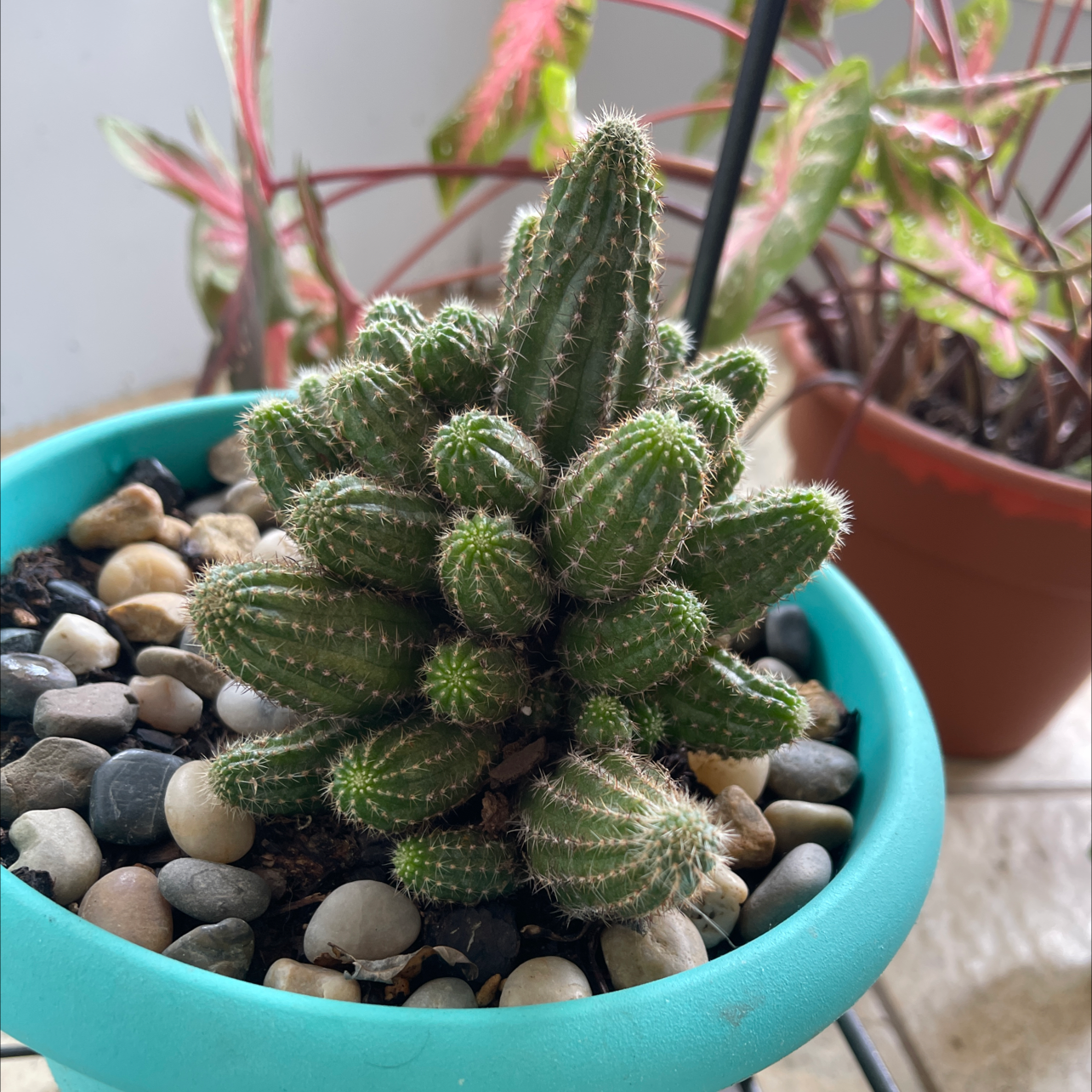 Best Soil Potting Mix for Golden Torch