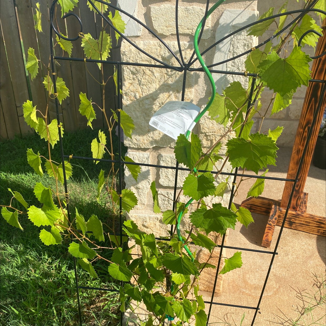 🍷 Why Are My Wine Grape Leaves Curling?