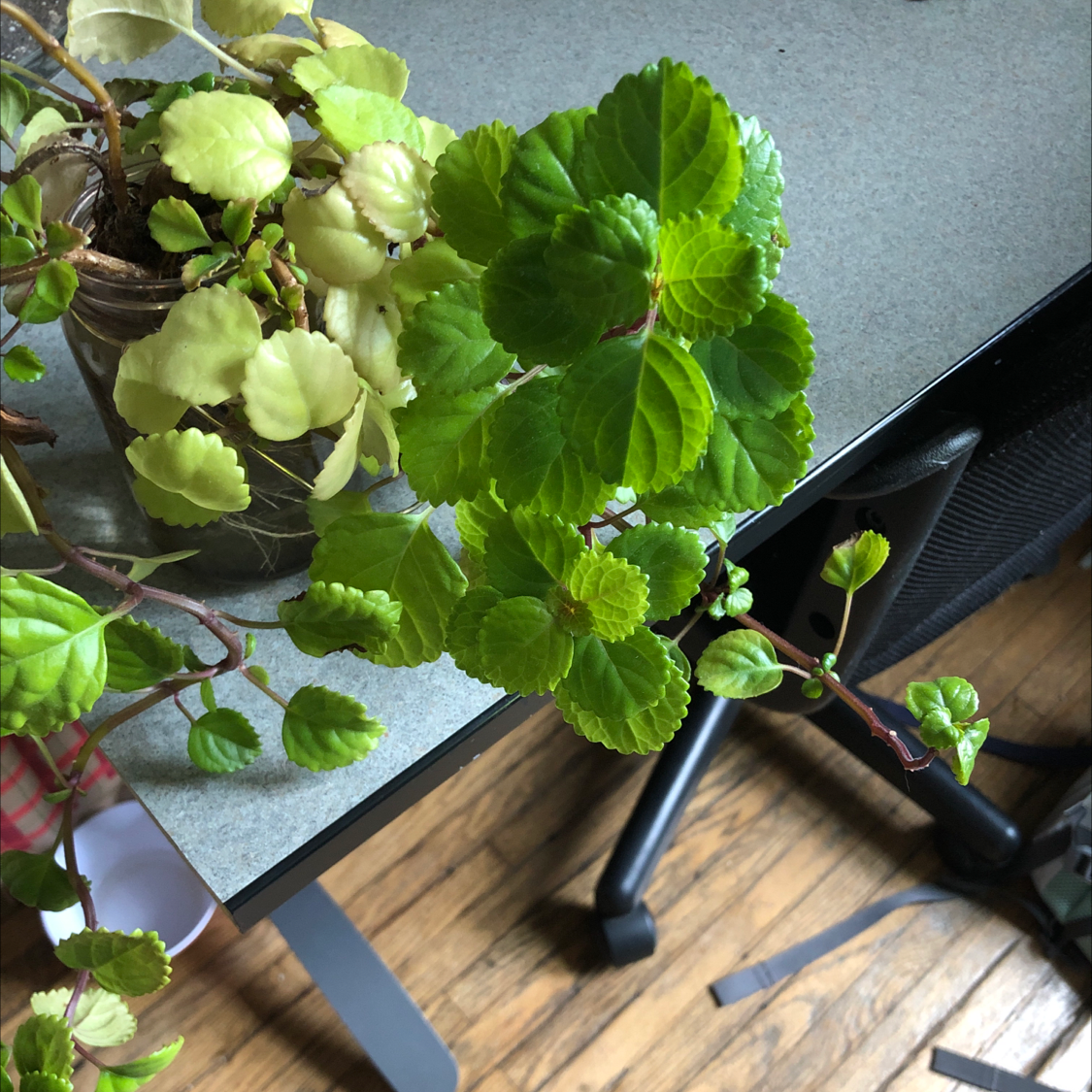 🐛 What Are The Bugs on My Creeping Charlie?