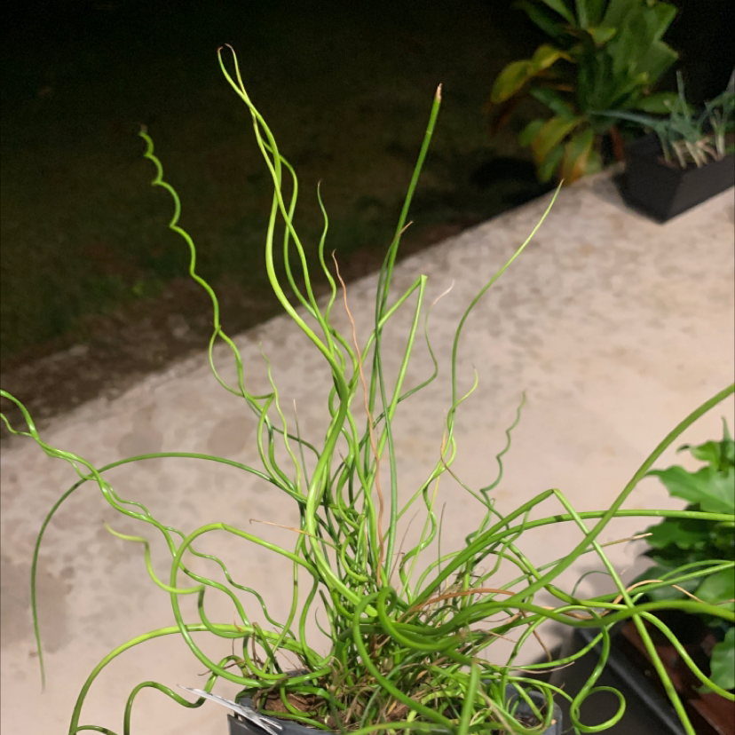 Why Are My Common Rush Leaves Falling Over?