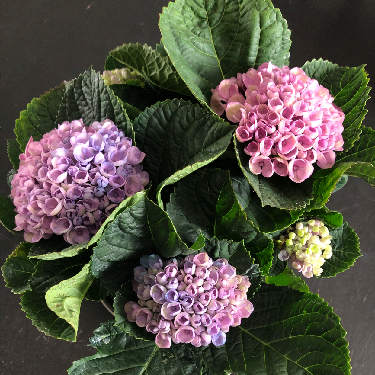 French Hydrangea - Fertilizing 101