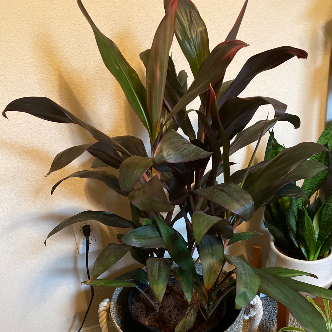 Why Are The Leaves On My Ti Plant Turning Yellow?