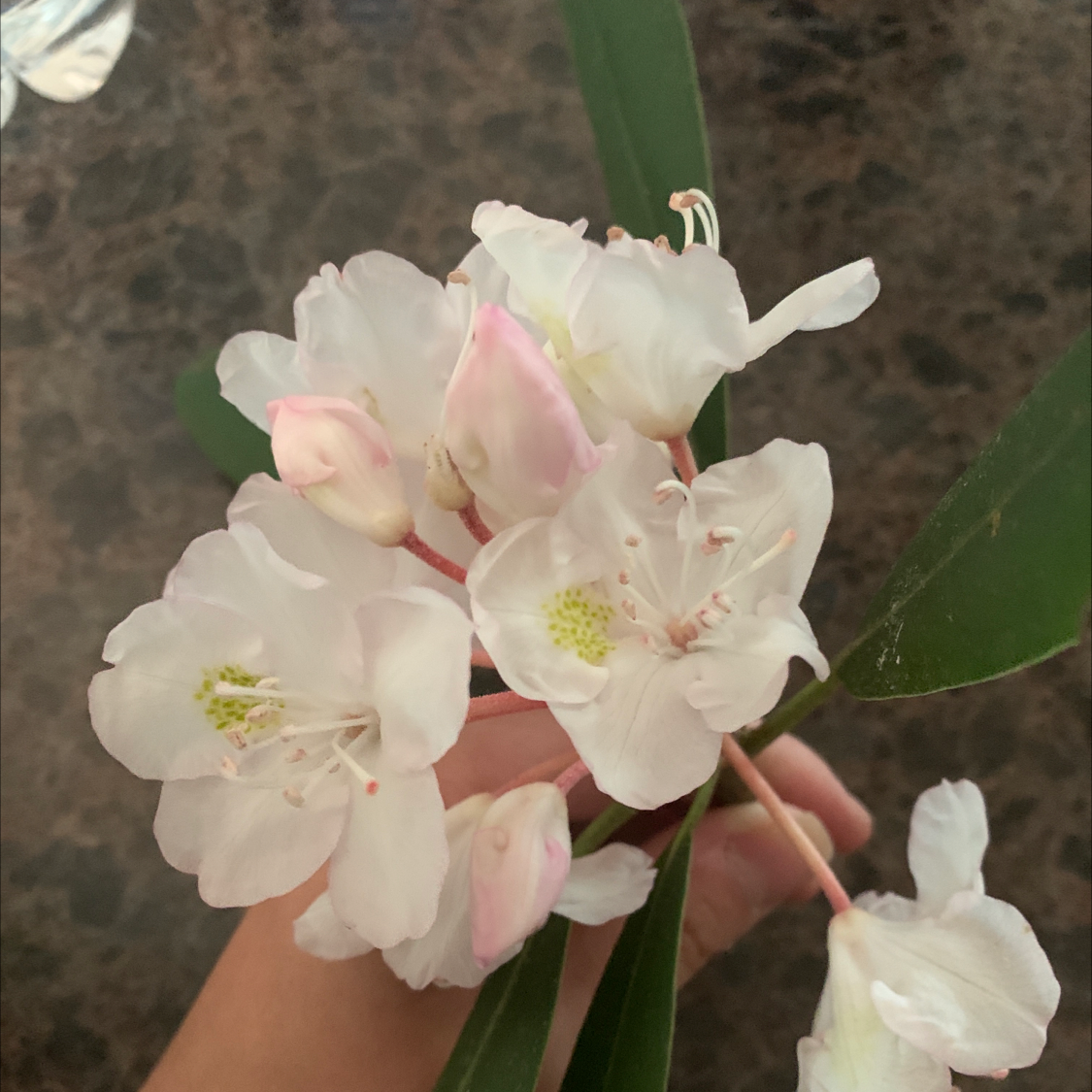 How to Care for Great Laurel: Mastering Water, Sunlight & More