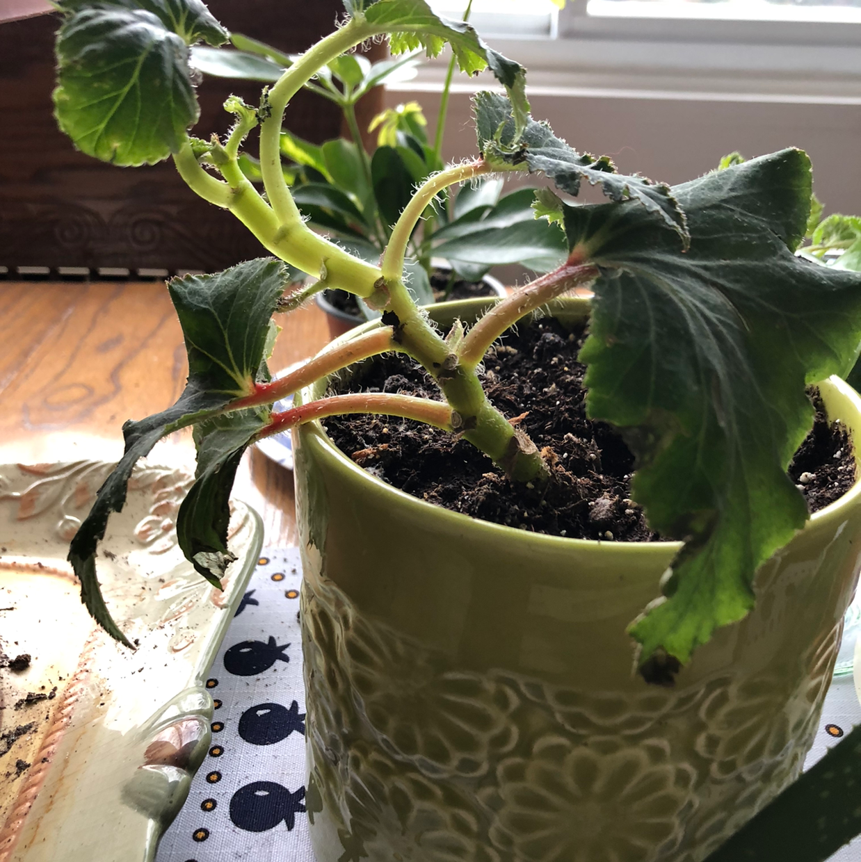 Why Is My Clubed Begonia Dropping Leaves?