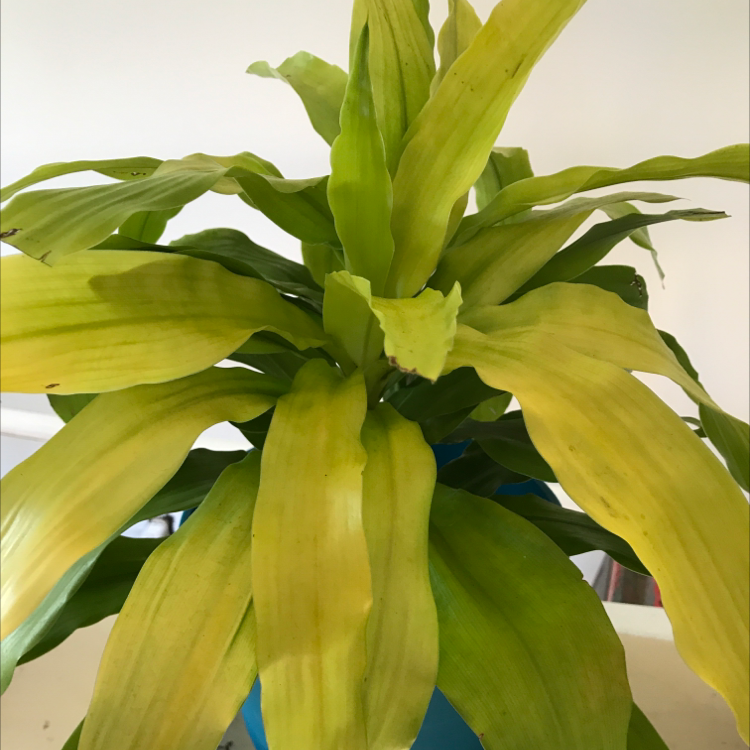 How To Cure Dracaena 'lemon Lime' 🍋 Yellow Leaves