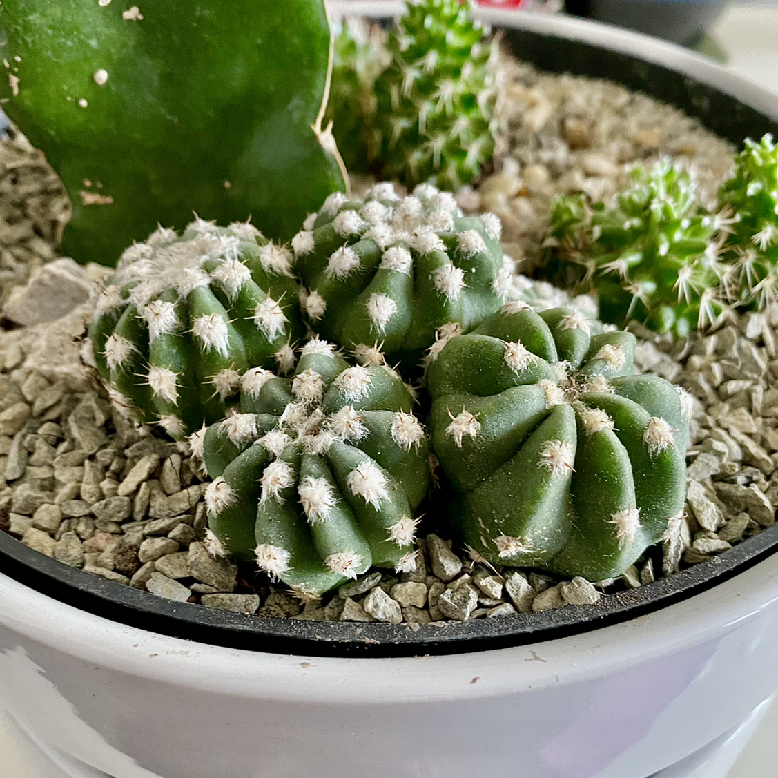 Why Are My Domino Cactus Leaves Falling Over?