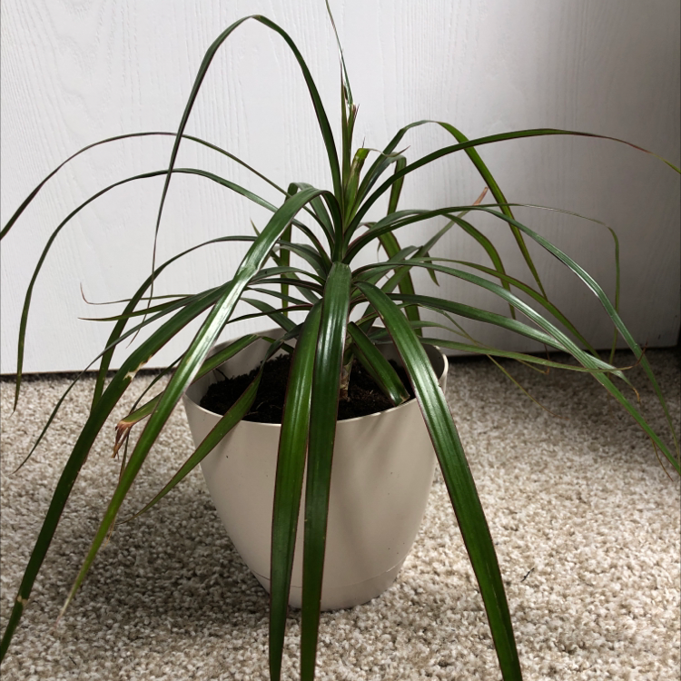 When and Where Should I Trim My Madagascar Dragon Tree?