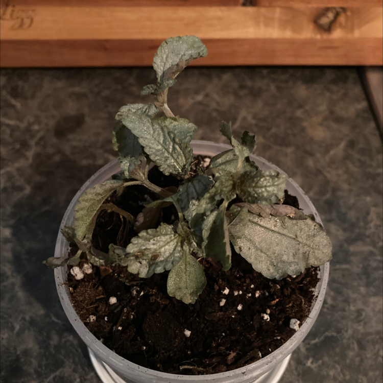 JPJ | A plant by @PamelaD1976 on Greg