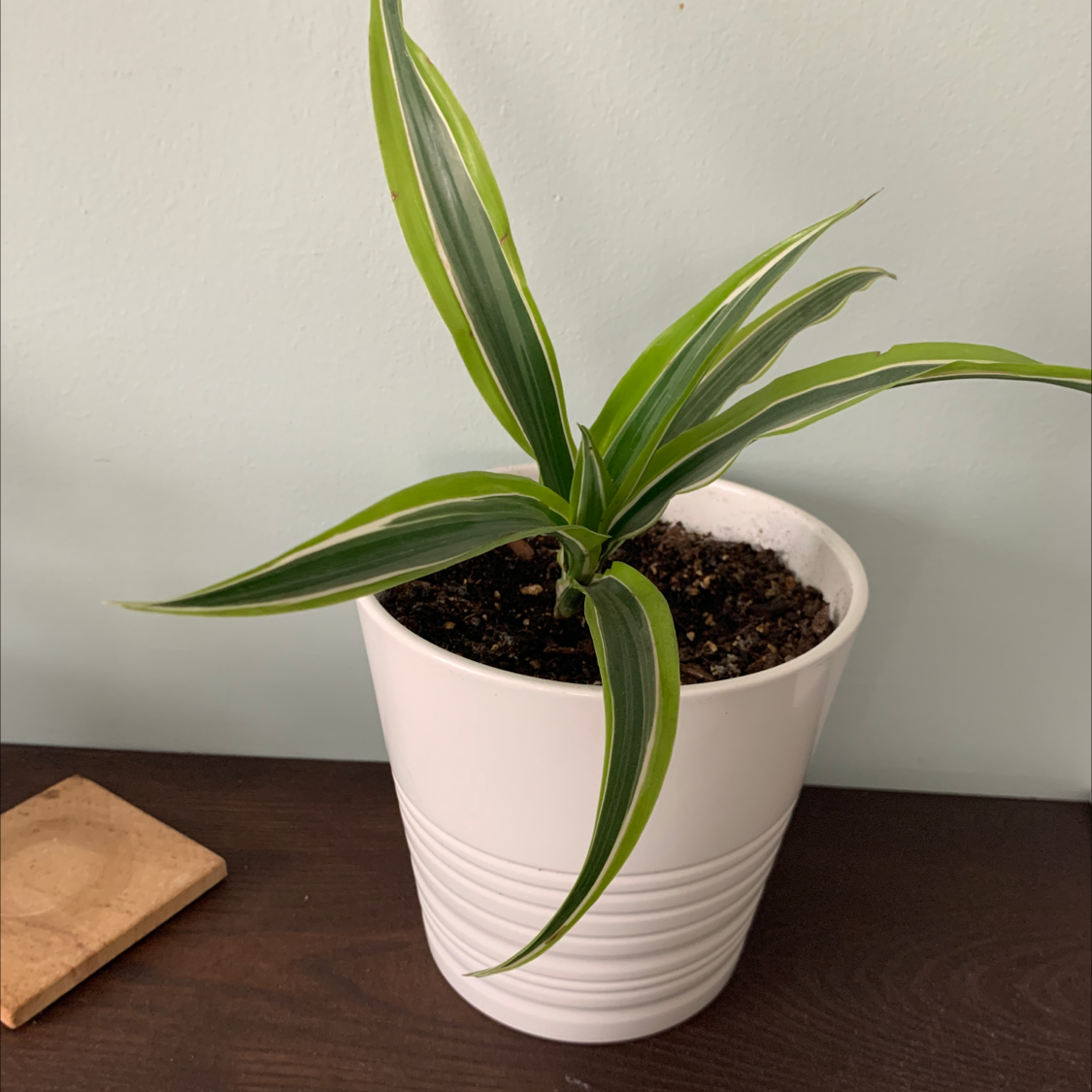 Why Are There Black Spots On My Song Of India Leaves?