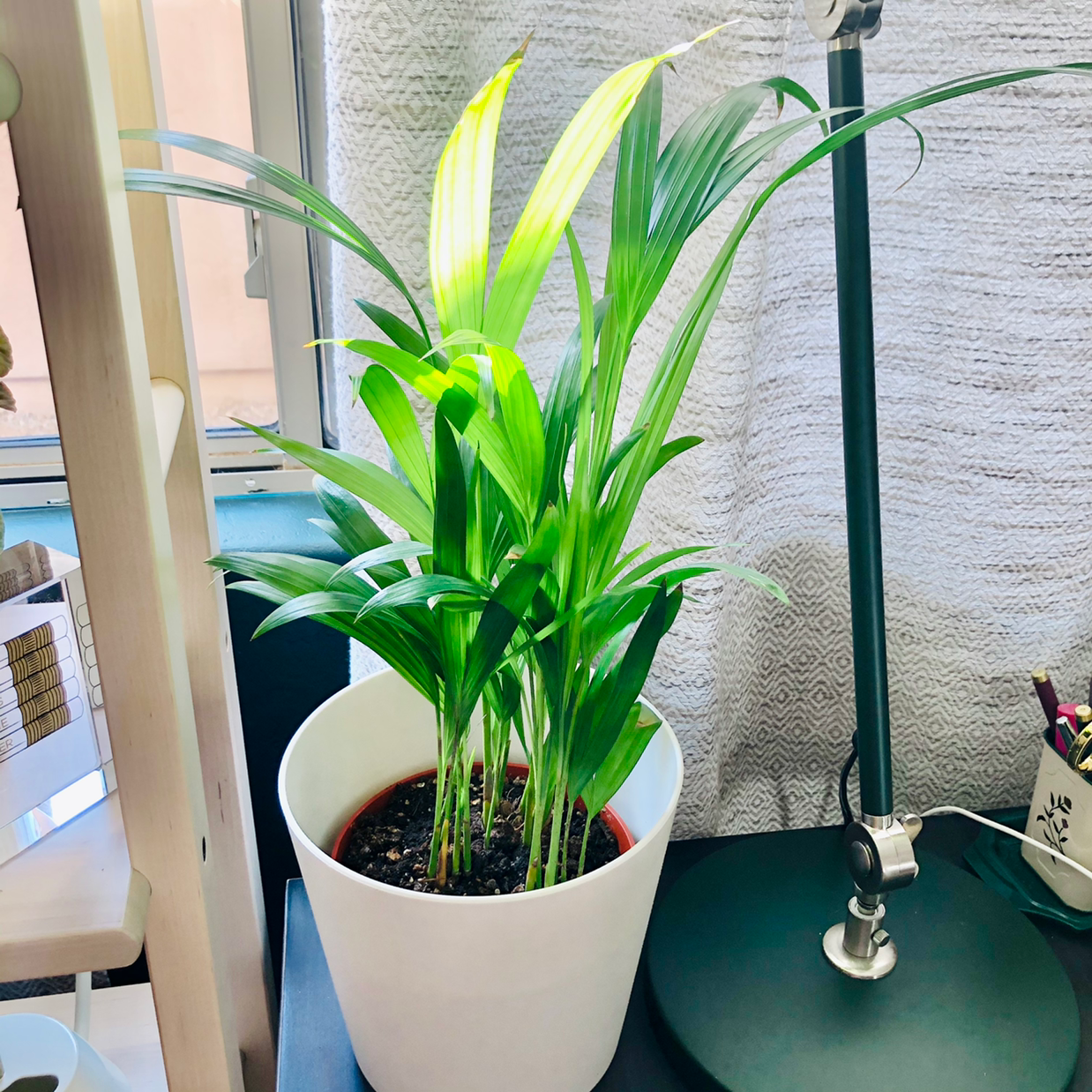 Should I Repot My Areca Palm And If So, How?