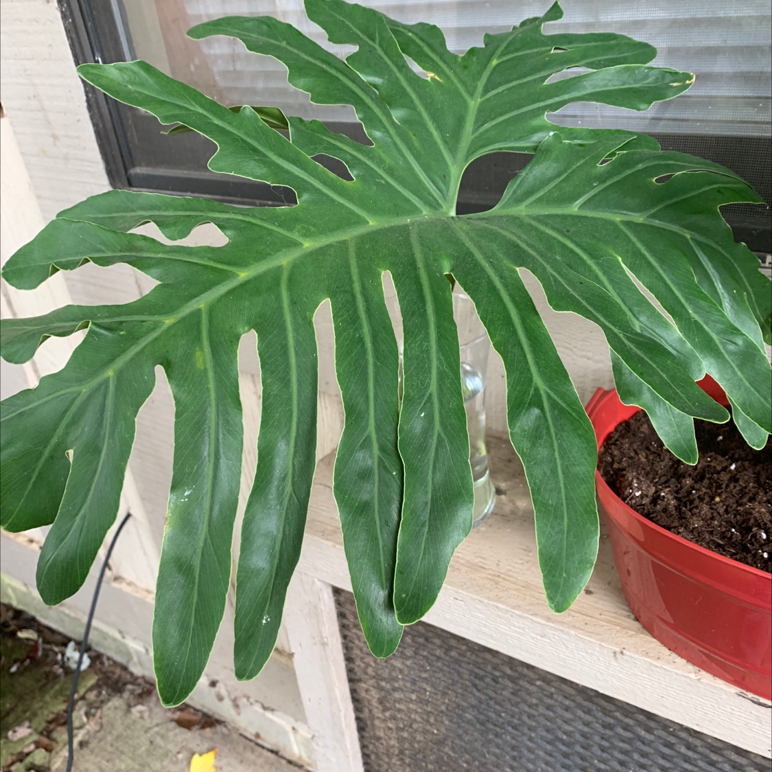 💧 How Often Do I Need To Water My Split Leaf Philodendron?