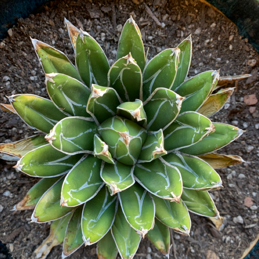 queen victoria agave root rot Solutions
