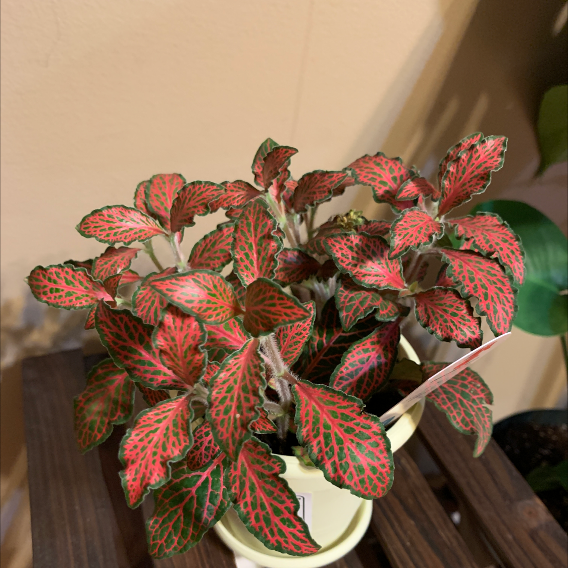 Ruby | A plant by @Plantyauntie on Greg