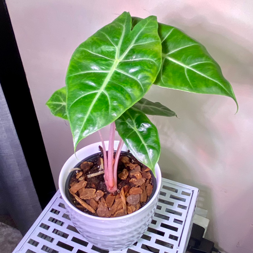 Year-Round Light Requirements For My Alocasia Pink Dragon