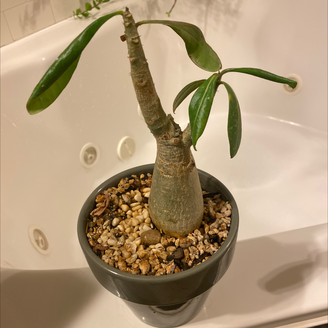 Propagating Your Desert Rose Plant: Step-by-step Guide