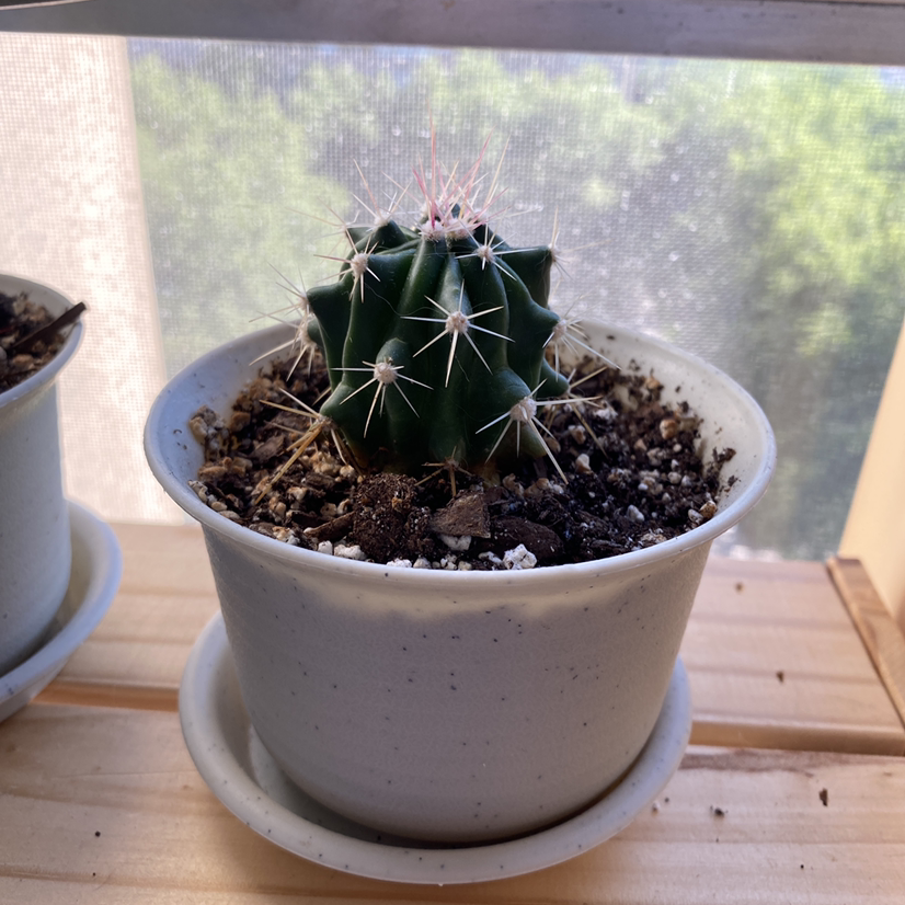 Black Spots on My Toothpick Cactus Leaves