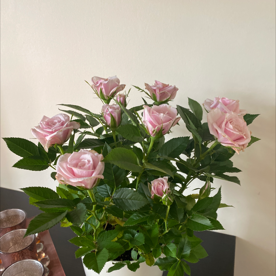 Propagating Your Dog Rose: Step-by-Step Guide 🐶