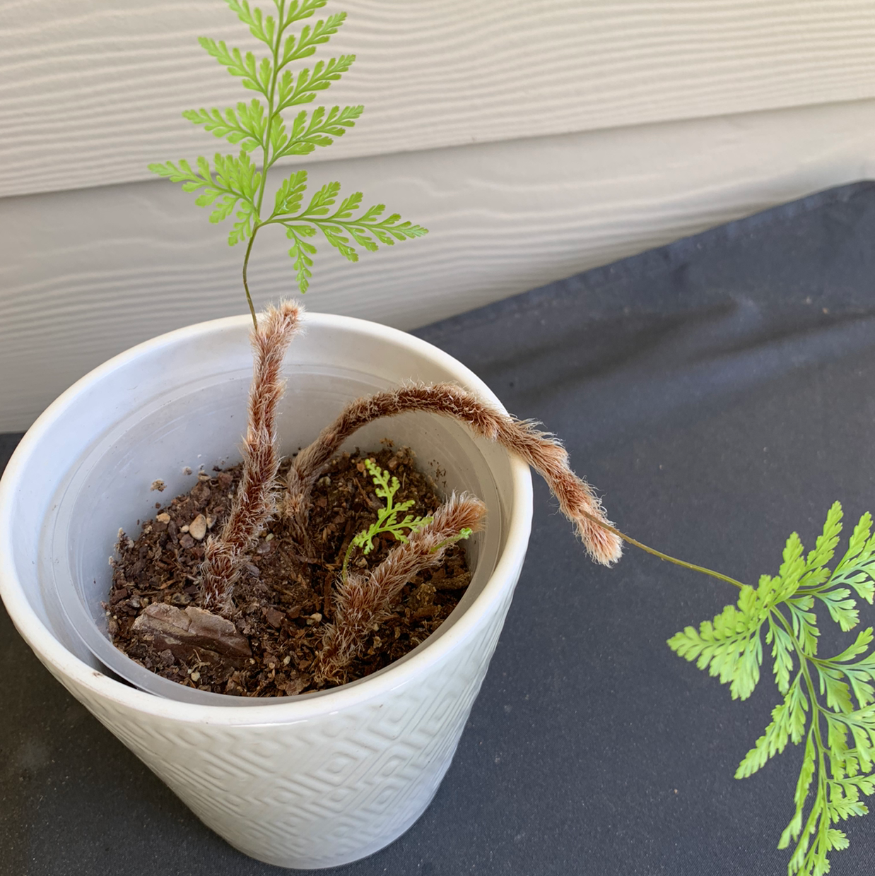 Symbolism and Benefits of the Davallia Fern