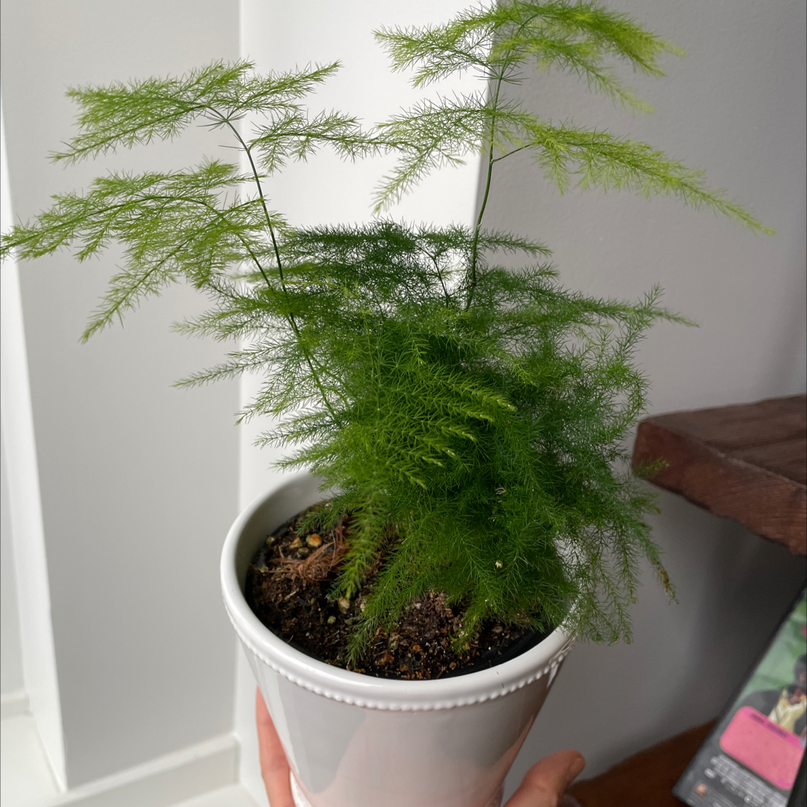 Black Spots on My Lace Fern Leaves