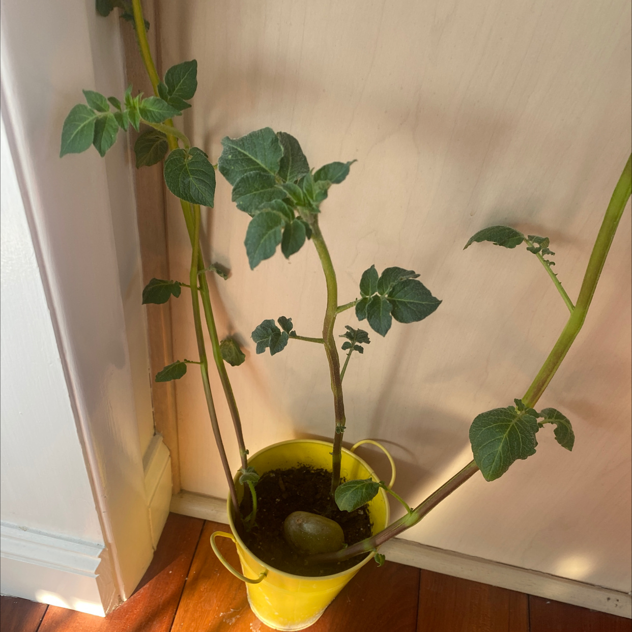 🥔 Propagating Your Potato: Step-by-Step Guide