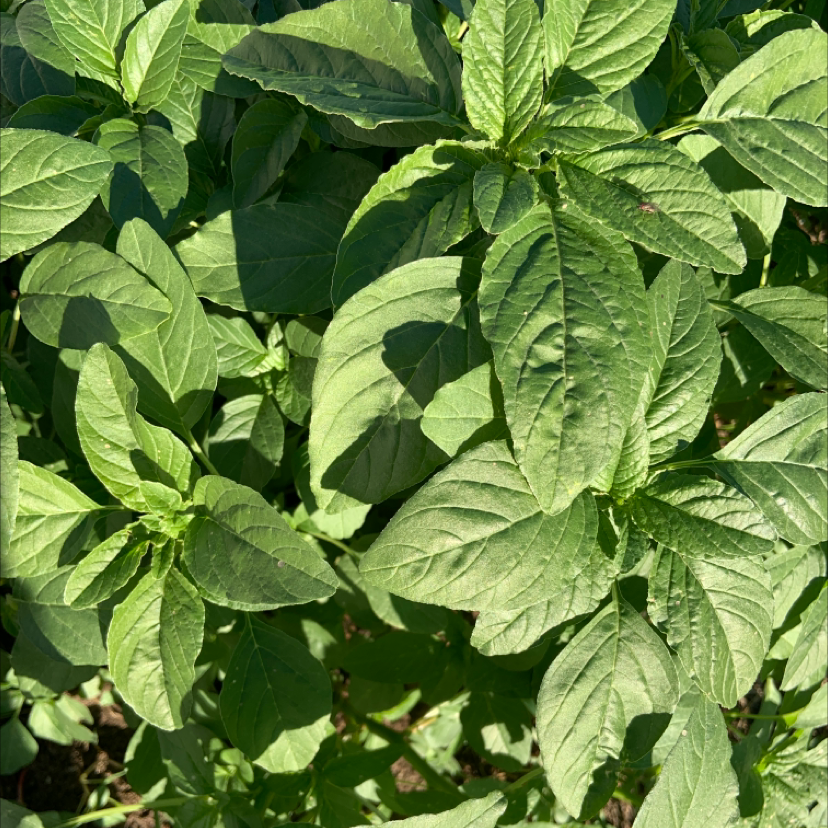 10 Advantages of Having a Redroot Pigweed
