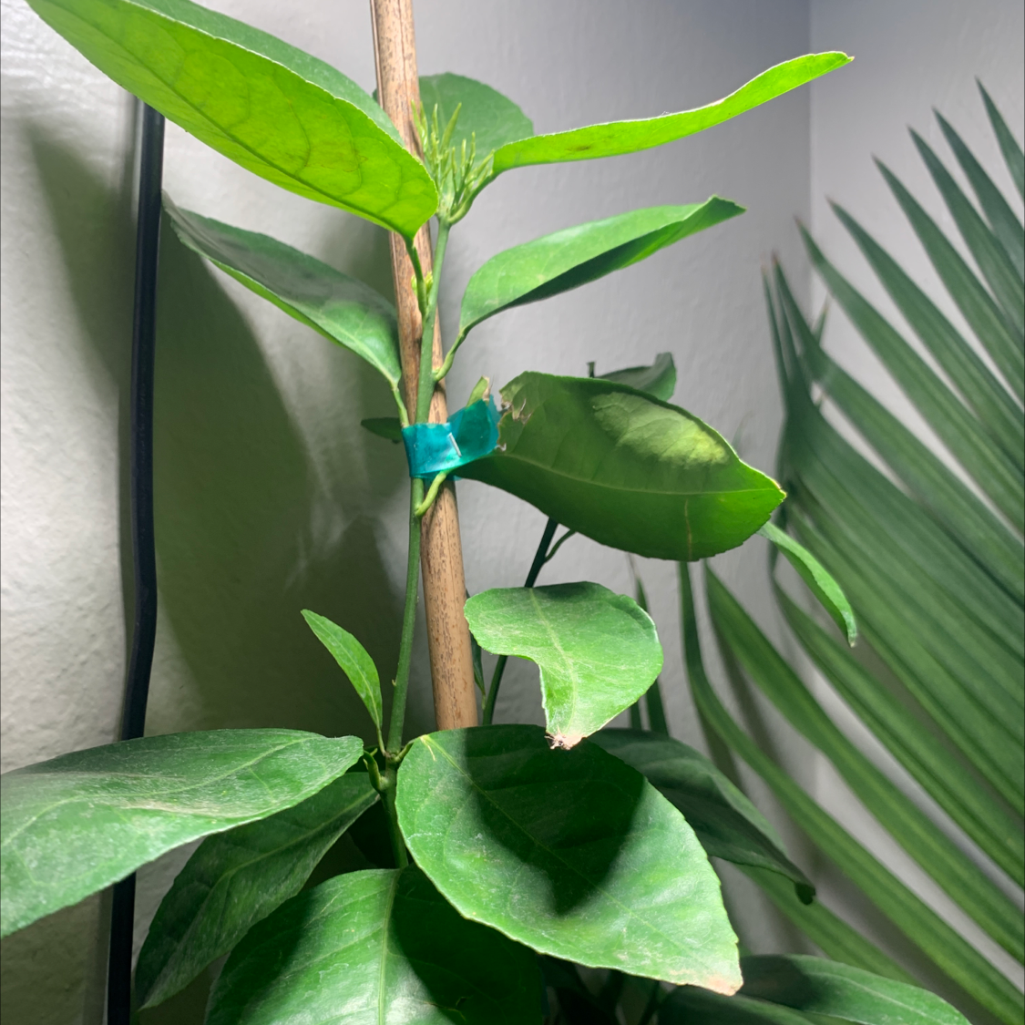 🍊 Propagating Orange Tree: The Ultimate Guide