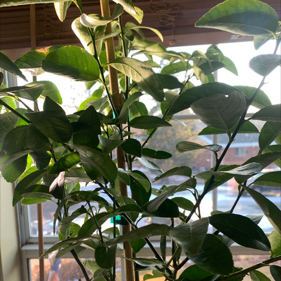 🍋 How Can You Tell If A Meyer Lemon Tree Is Dying?